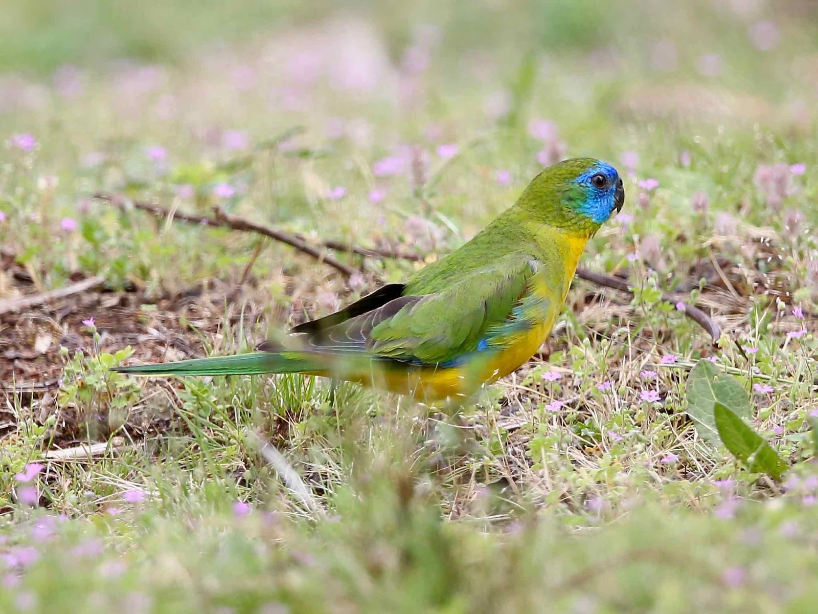 Avithera: Turquoise Parrot