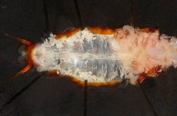 Morphology and anatomy of cockroach|Roaches