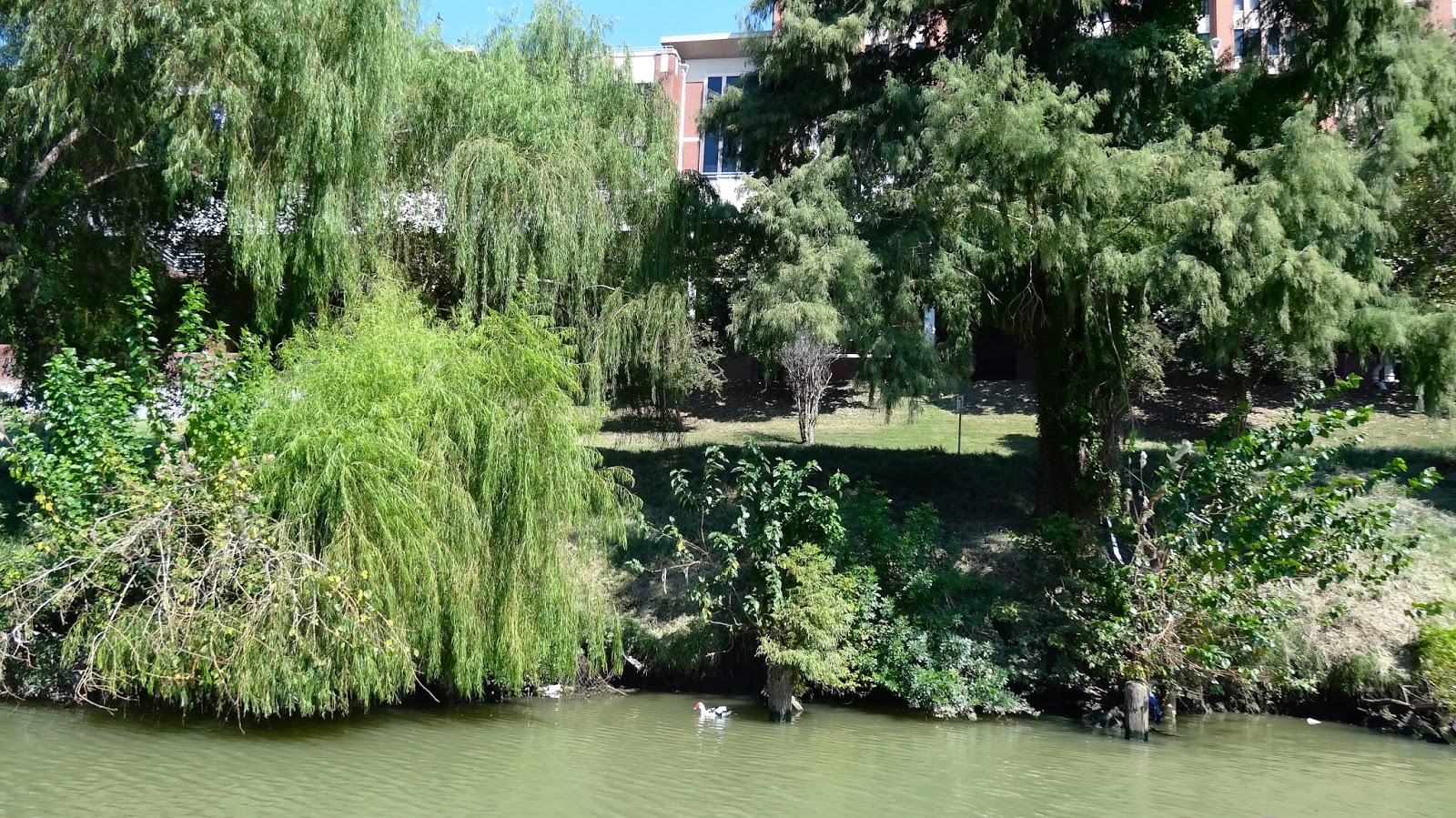 The Bayou Botanist: Buffalo Bayou Boat Ride