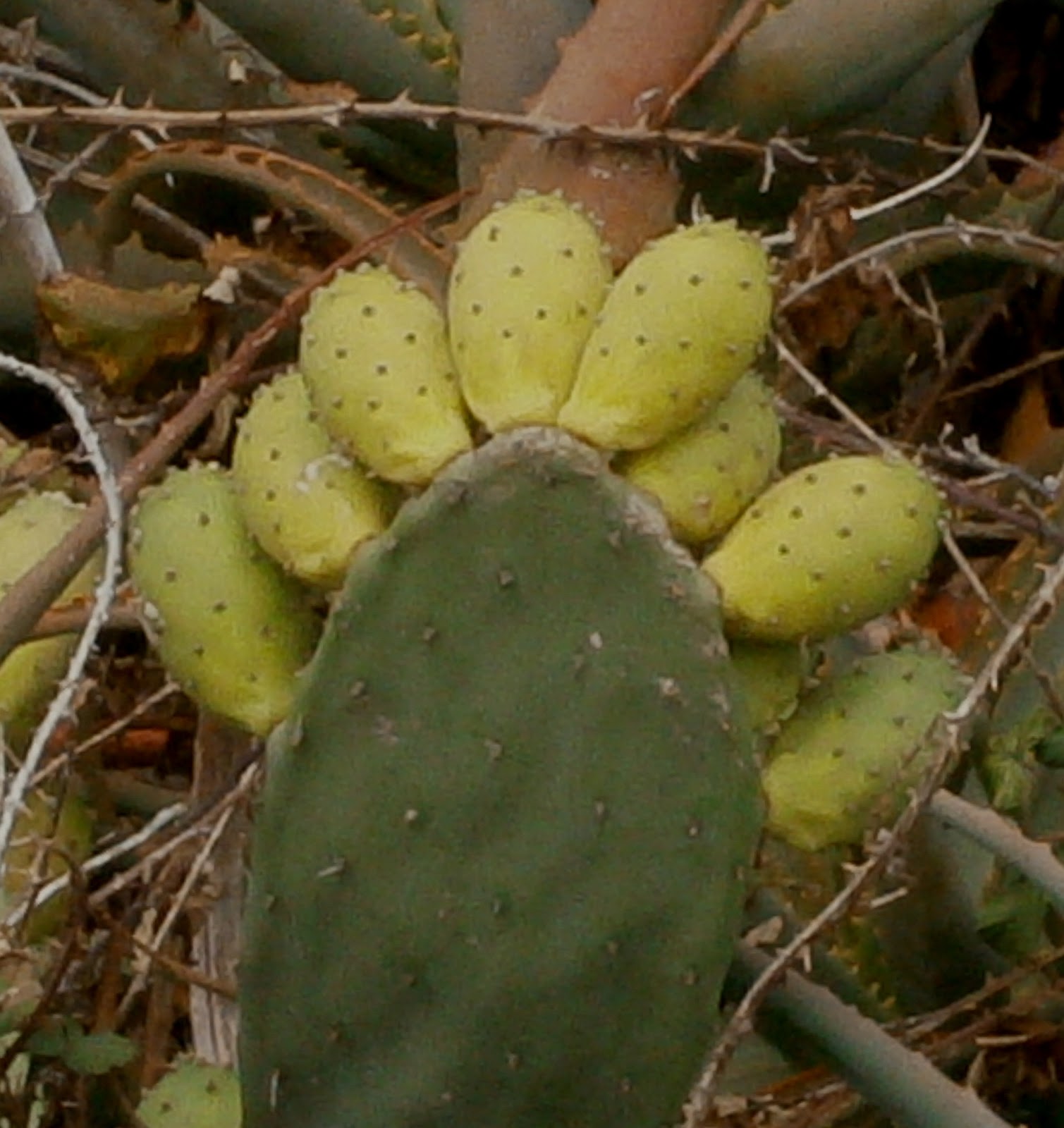 fotográfico: APANHAR TABAIBOS - MACHICO (Madeira)