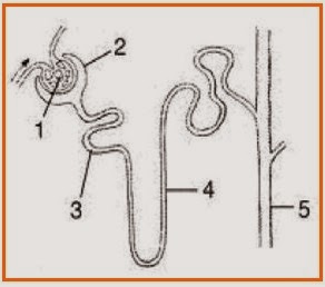 BIOLOGI GONZAGA: SOAL BIOLOGI HORMON KELAS XI IPA SMSTR 2