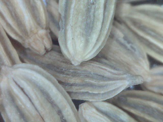 Under the Microscope