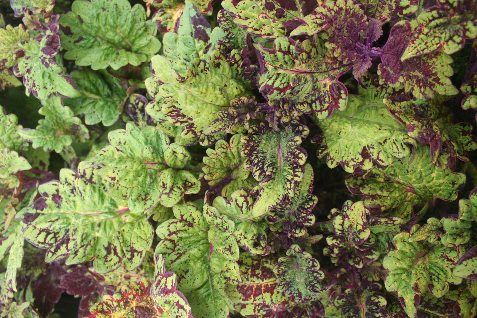 West Coast Gardens: Coleus