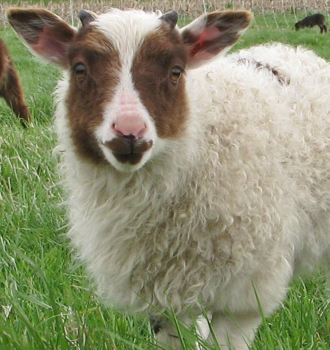 Red Brick Road Farm Icelandic Sheep & Wool