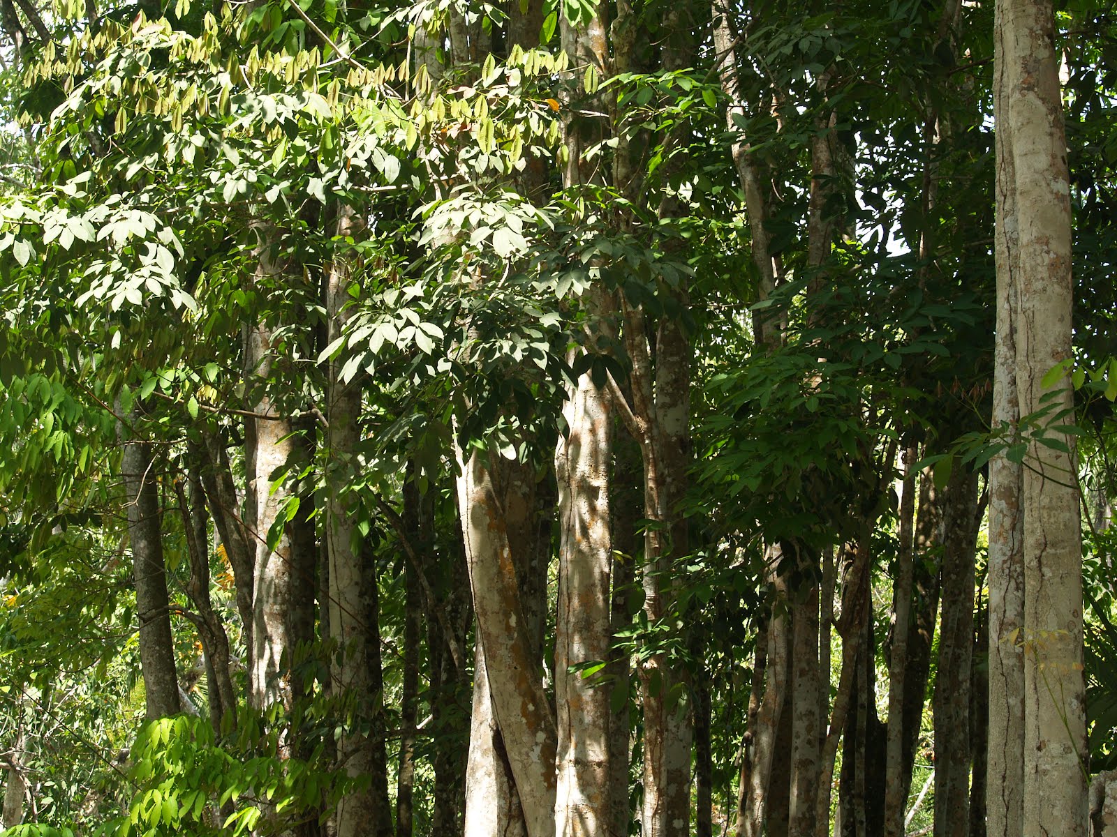 Divagancias de Sobremesa: El Caucho, arbol emblemático del Estado Amazonas.