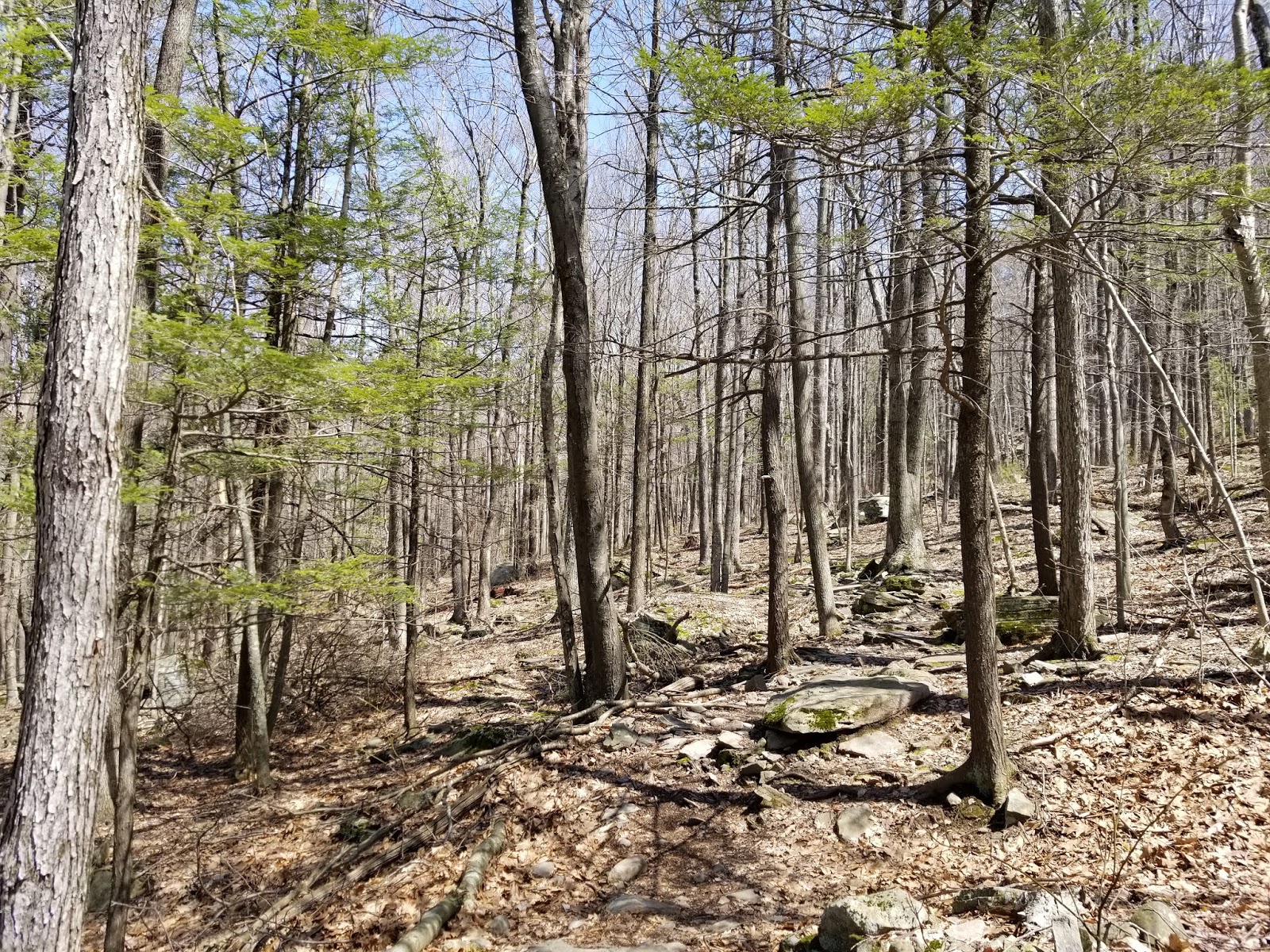 The Albany Hiker: Tramping up Tremper Mountain (Mt. Tremper)