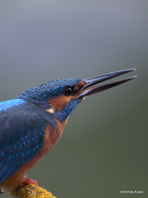 TERRA VIVA: GUARDA-RIOS-COMUM