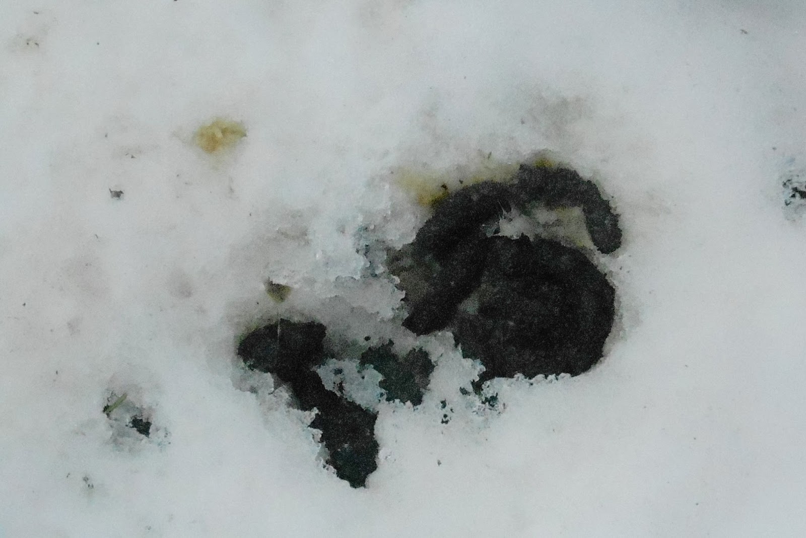 Backyard Beasts: All that glitters is not gold... sometimes it's otter poop