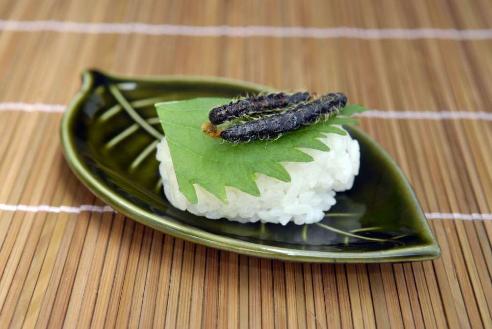 Día del Sushi de Insectos en Japón ~ Gastronomia y Postres