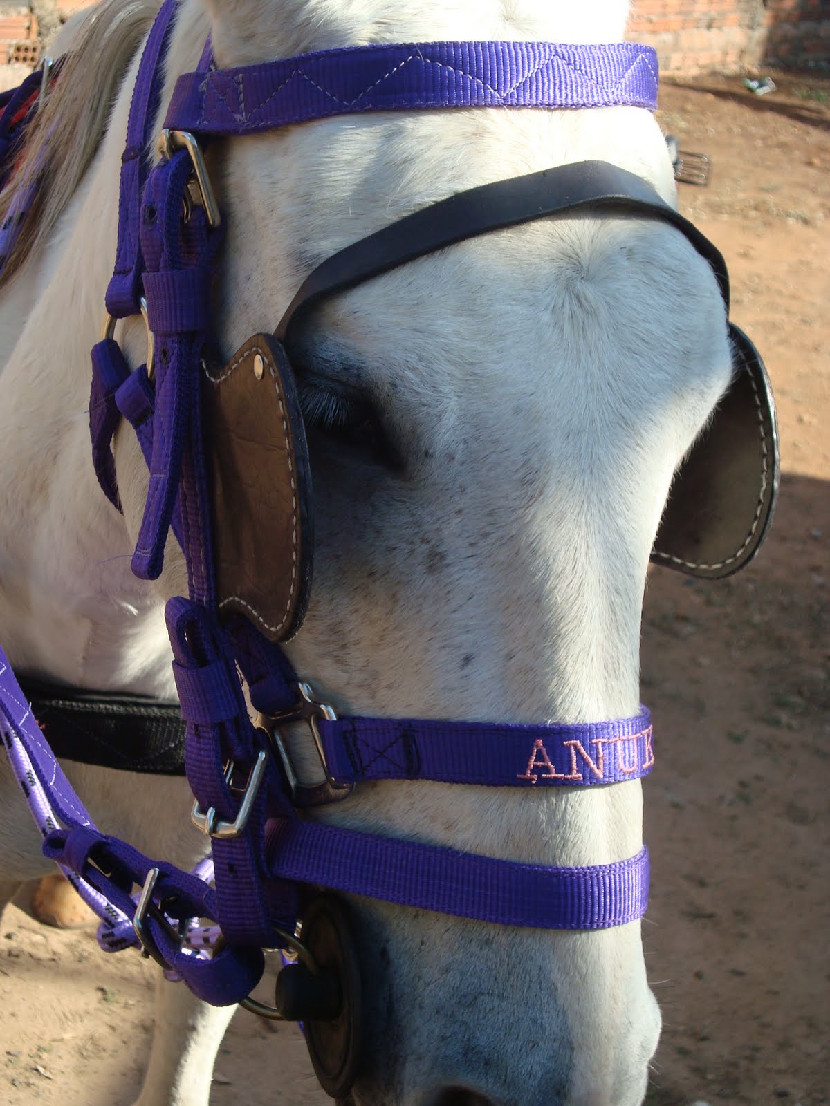Horse Company: Acessórios para cavalos.
