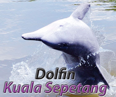 KUALA SEPETANG ECO TOURISM Matang Mangrove Forest Reserve Tour, Bird ...