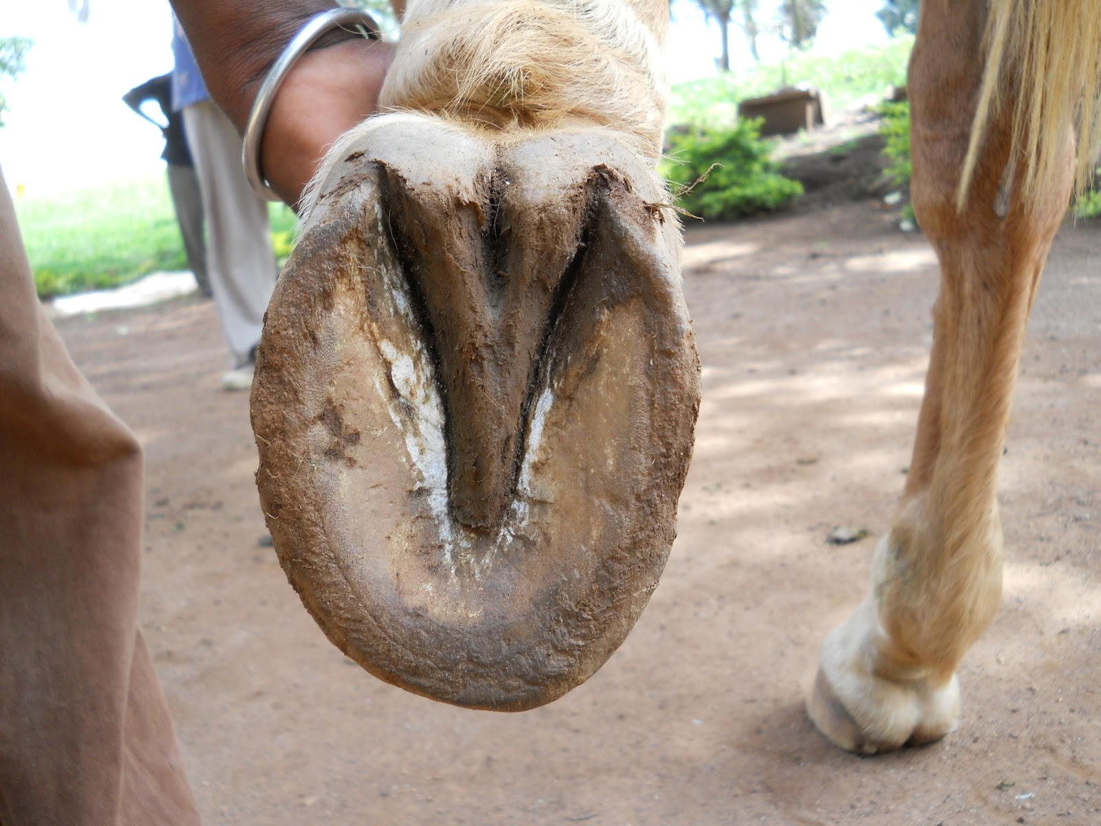 African Hoofprints: Barefoot Through Africa - The Trials and Tribulations