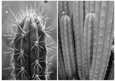 San pedro powder (Echinopsis pachanoi) and dried peruvian torch ...