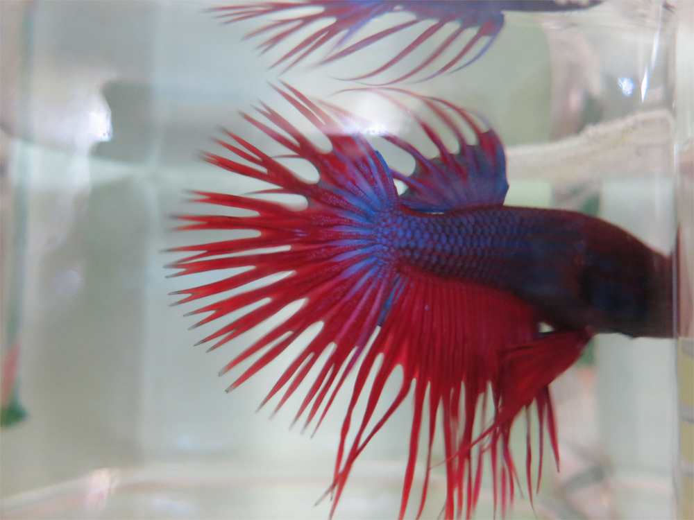 Bán cá betta halfmoon,crowntail đuôi tưa, dumbo tai to, lavender ...