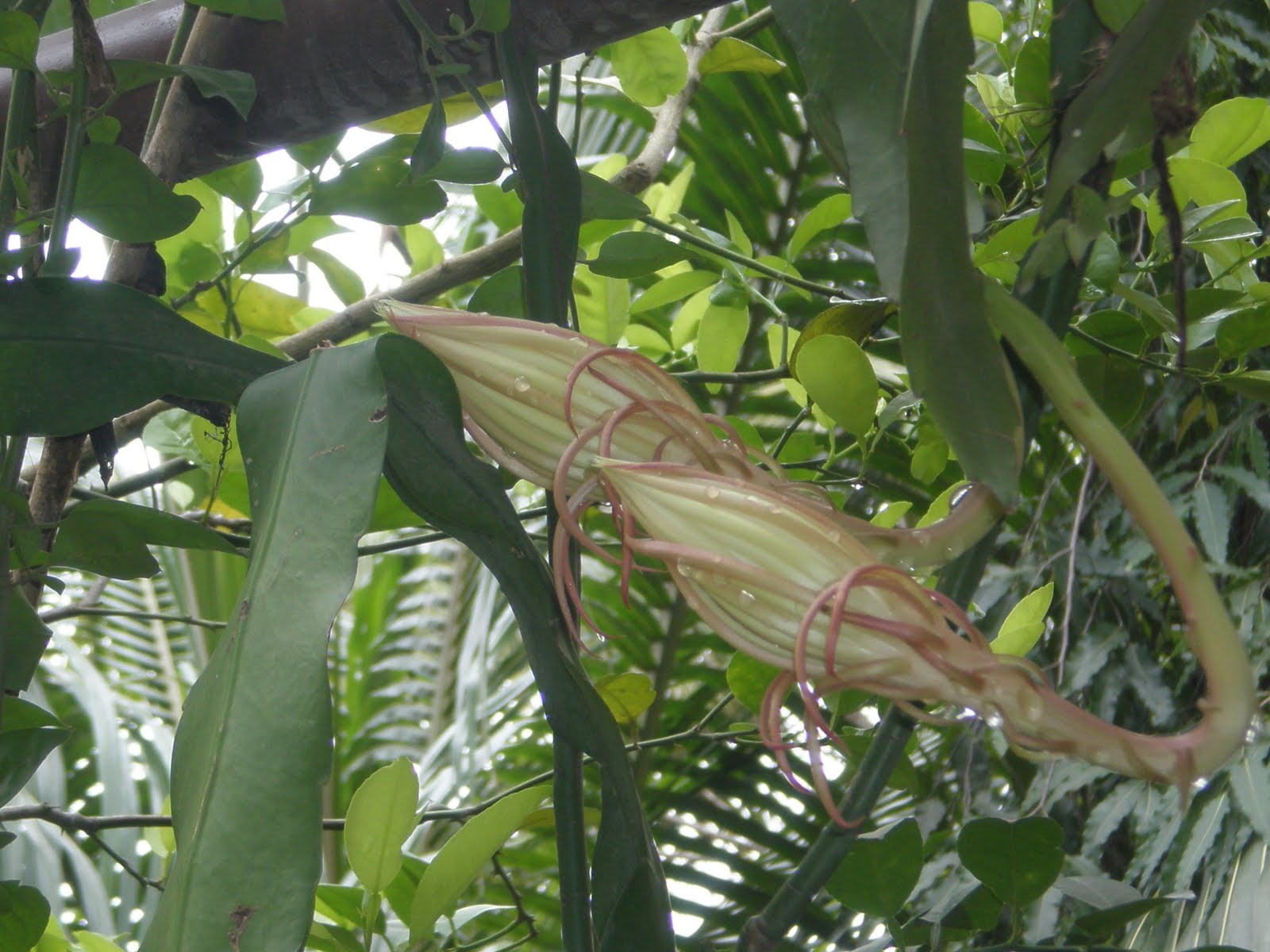 Chitra's Garden: Brahmakamal/ Night blooming Cereus/ Indian Orchid