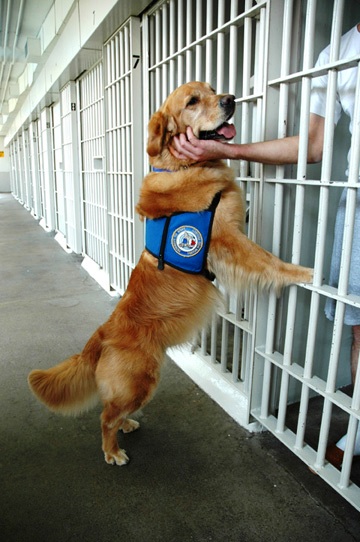 PRISON DOG PROGRAMS ~ BRIDGES and PATHWAYS of COURAGE: A FEW PRISON DOG ...