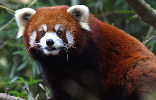 The Presurfer: A History Of Daring Red Panda Escapes