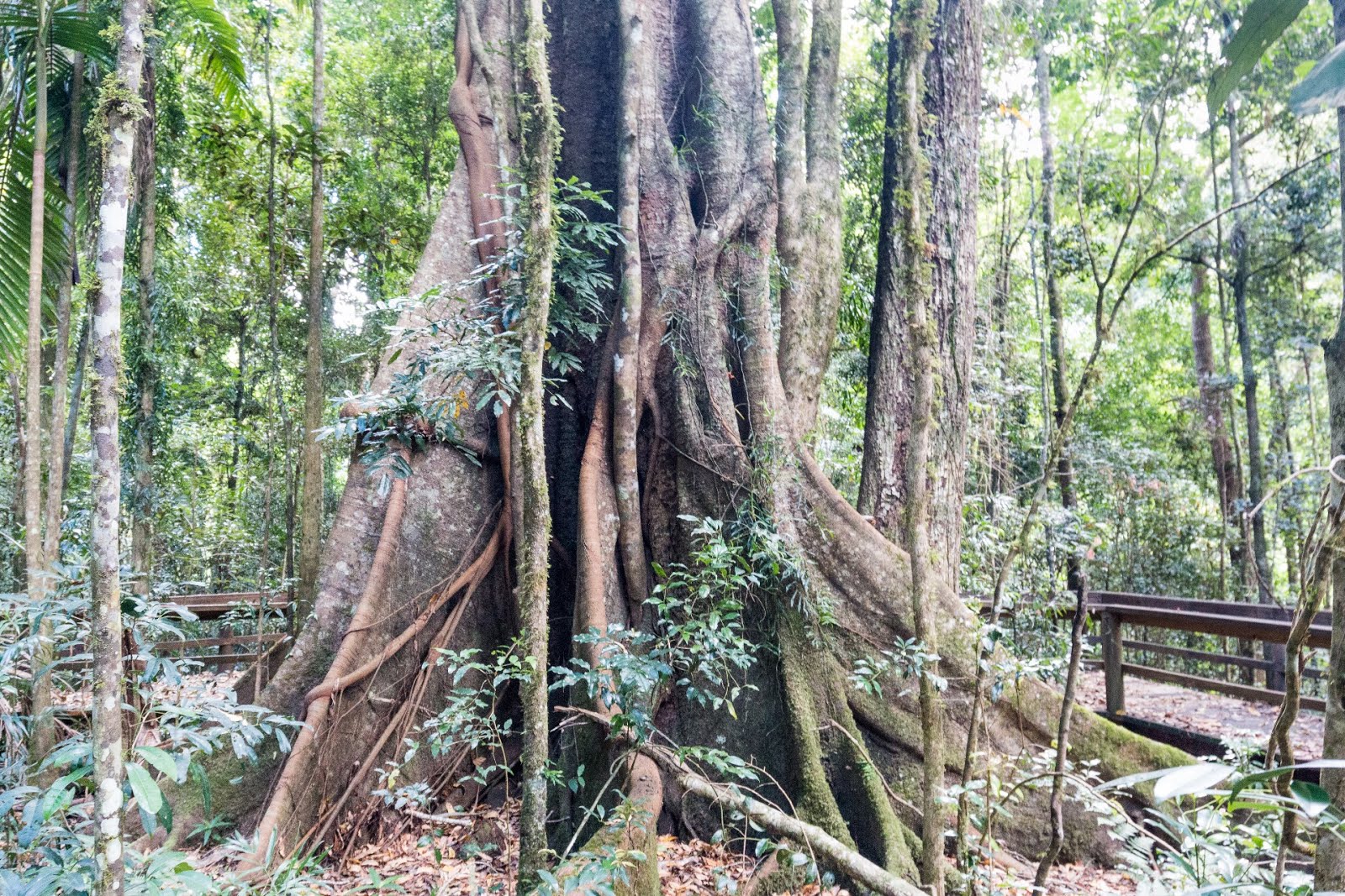 National Park Odyssey: Mount Mee Forest Trail Drive, D'Aguilar National ...