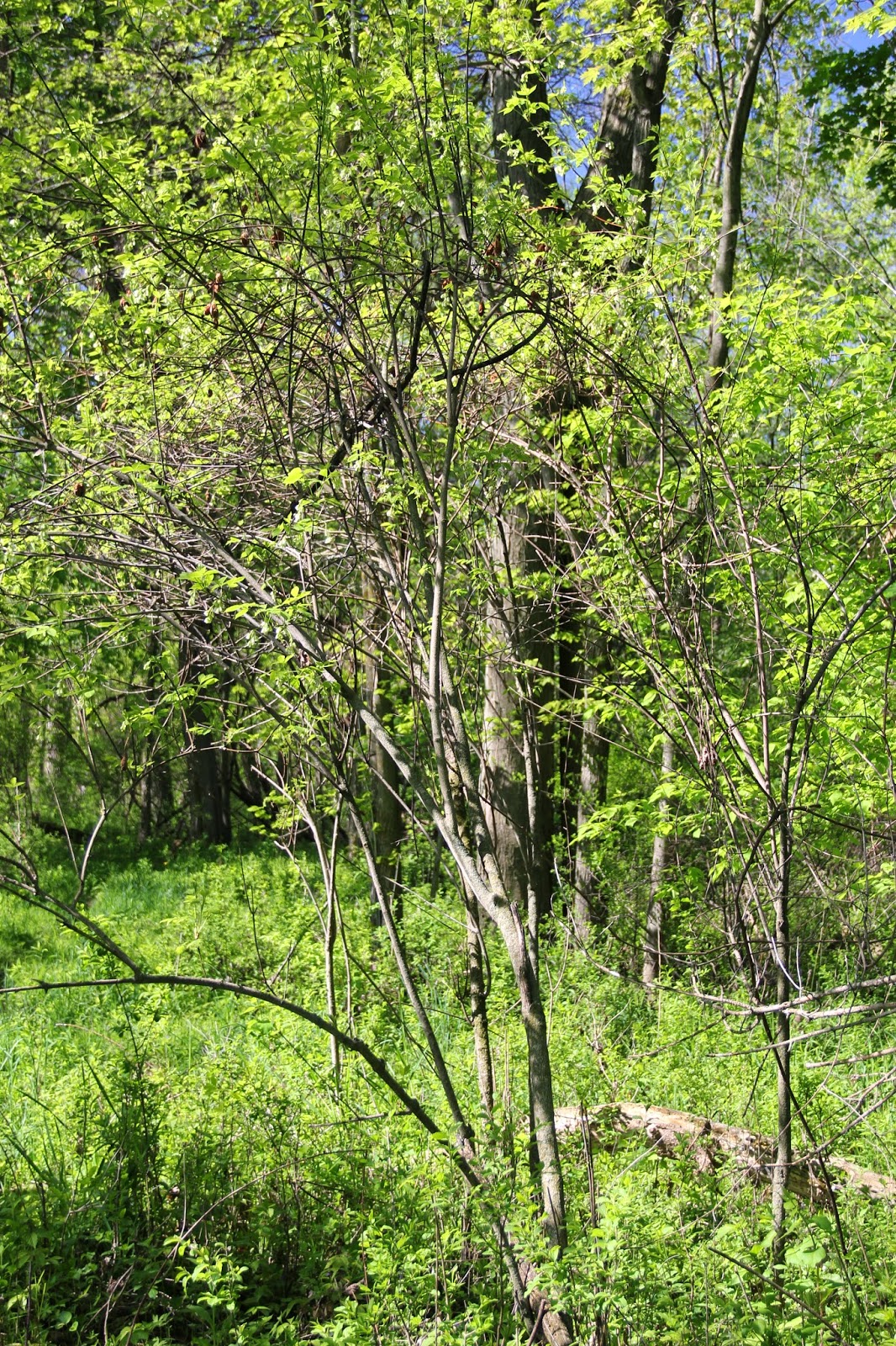 Isabella Conservation District Environmental Education Program ...