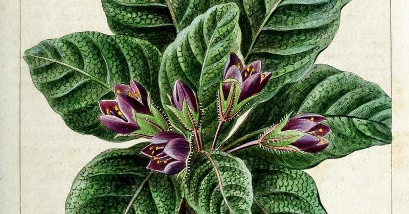 coming forth by day: holy moly