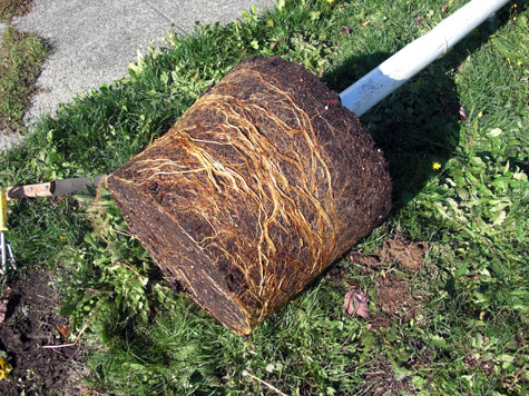 Xtremehorticulture of the Desert: Slow Growth Can Be a Sign of Poor ...