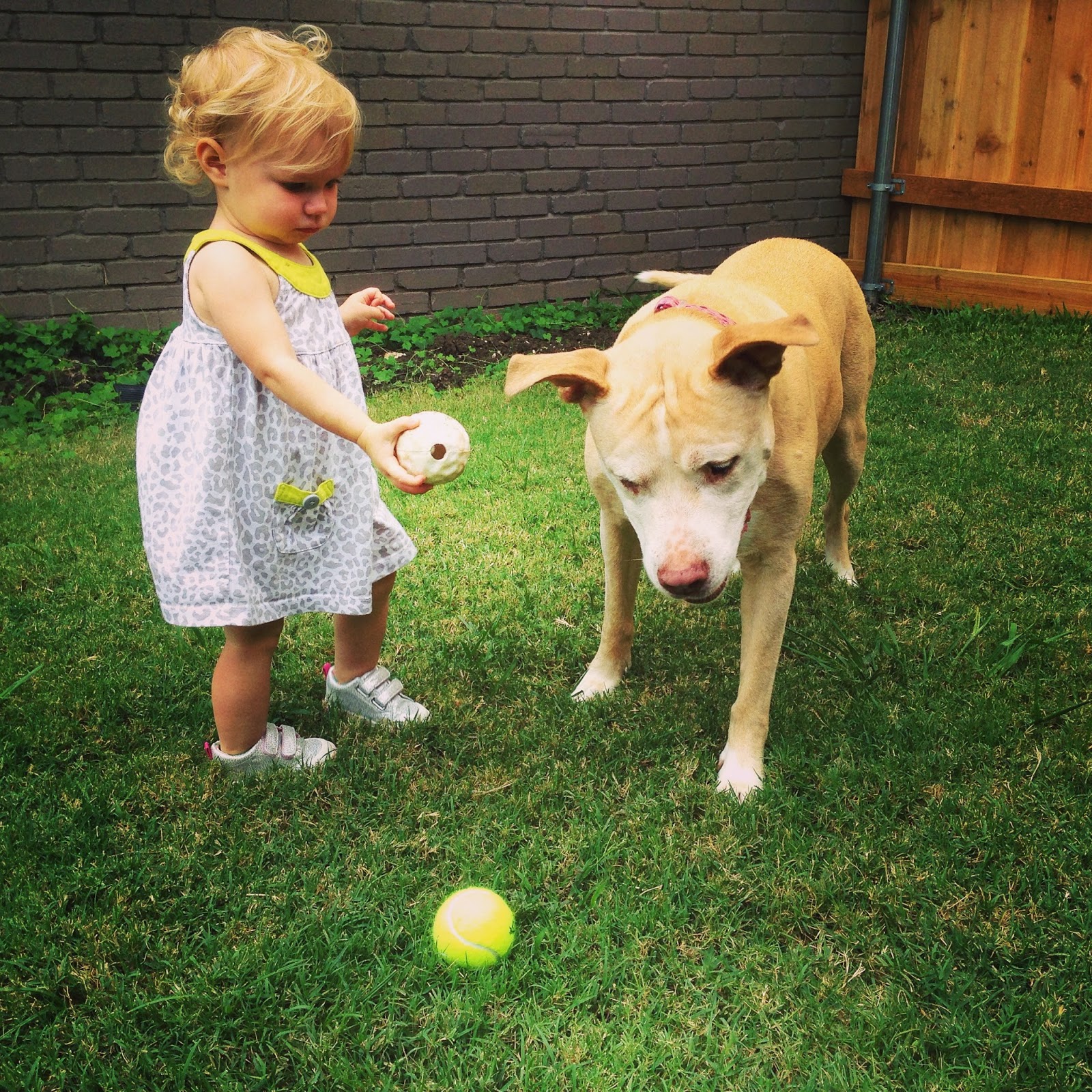 Princess the Pit Bull