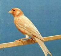 Canarios de Color: Canarios Opales