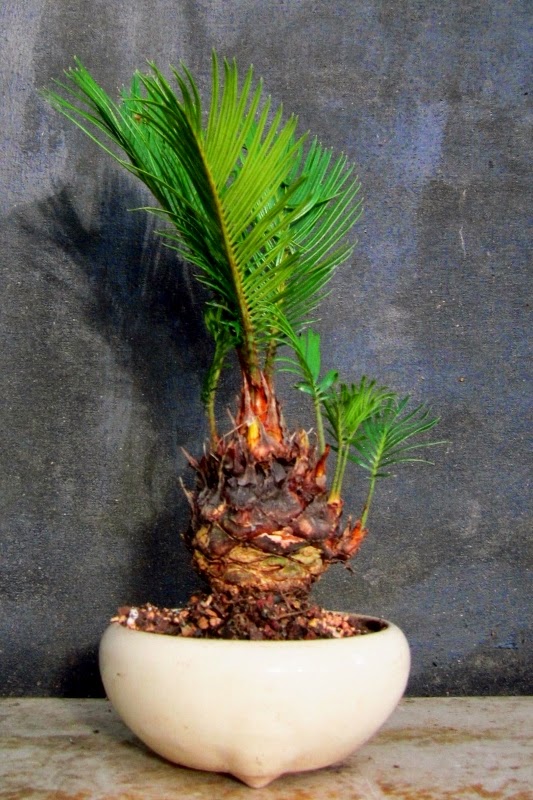 Bonsai Beginnings: King Sago