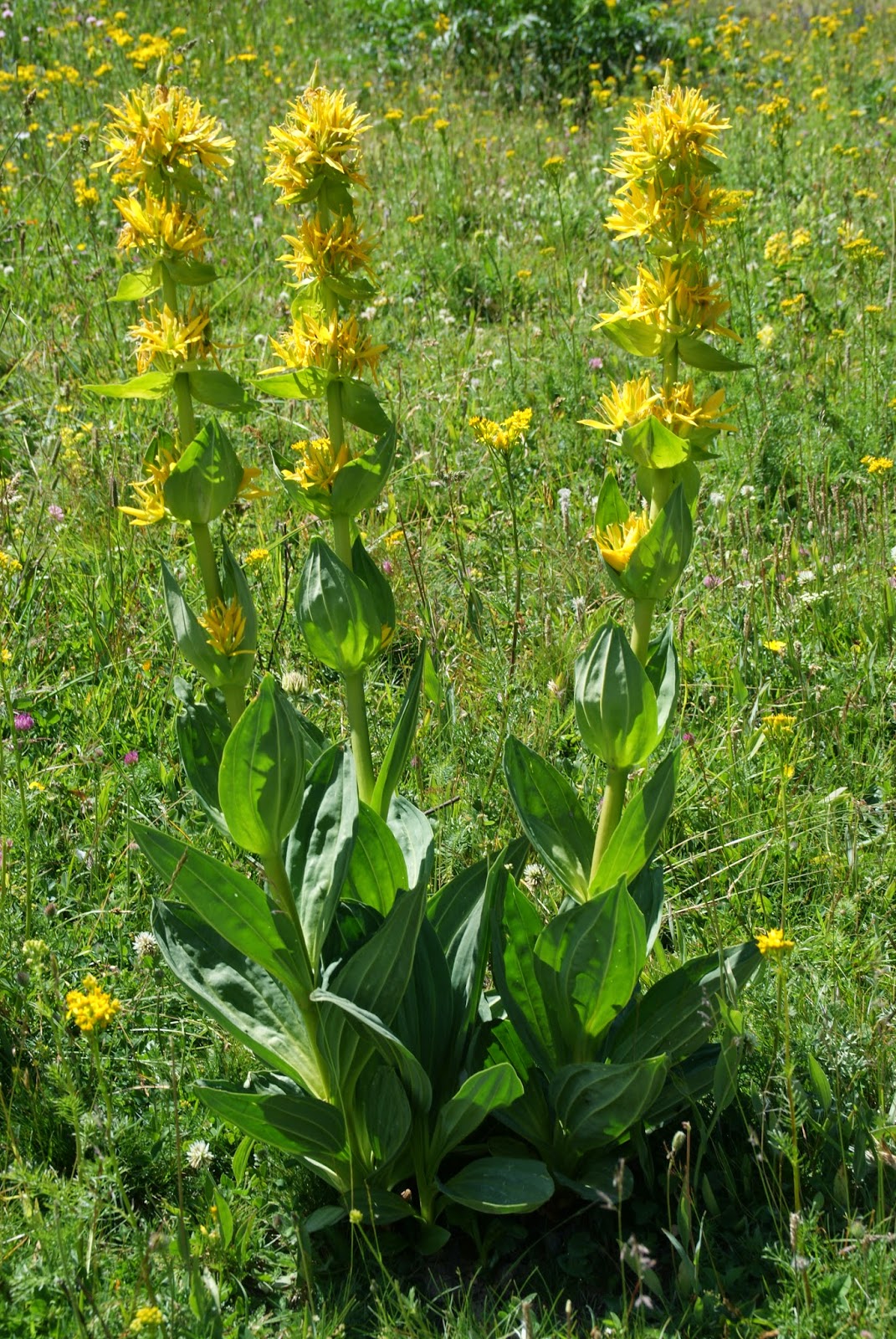 Gentiana lutea | Wild flowers of Europe by Anita Beijer