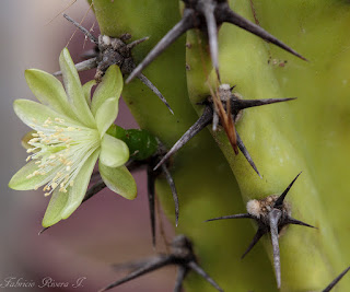Flora de Baja California: DESIERTO