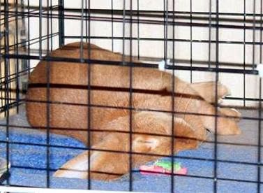 Rabbit Ramblings: The DBF (Dead Bunny Flop)