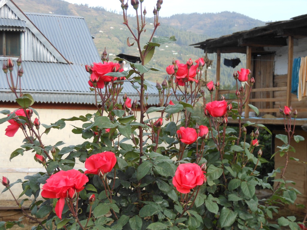 पुष्‍पांजलि: प्रकृति मां