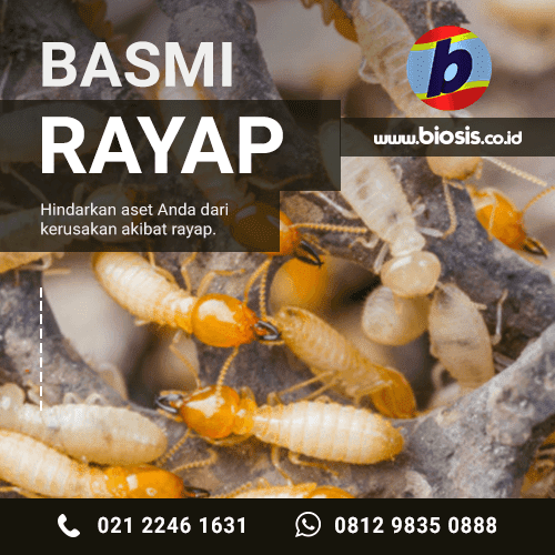 021-22463013 - Mengenal Rayap: 021 22462013 - Perbedaan bagian tubuh ...