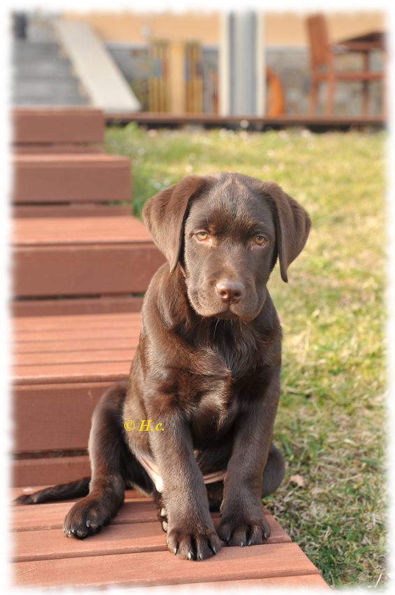 LABRADOR RETRIEVER DE HELVET-CAN: Labrador color chocolate propietarios ...