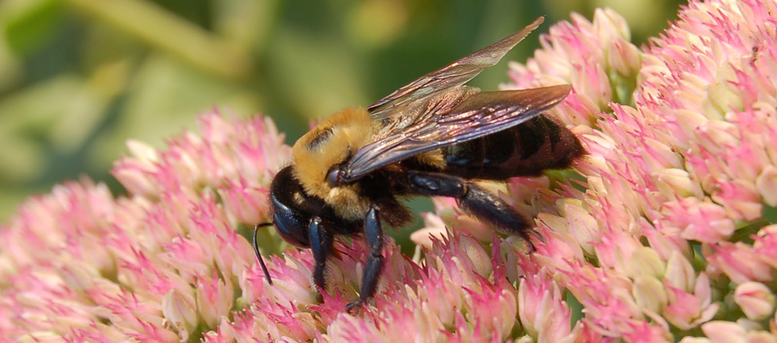 How to Save Bees - HPLCO: Why Bees Are Important to Our World - HPLCCO