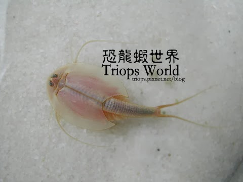 Triops, The 350 Million Years Old Species ~ feafum-The-Global-Dispatch