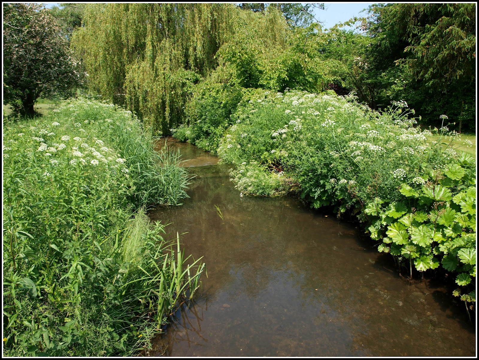 Mark's Veg Plot: Dipley Mill