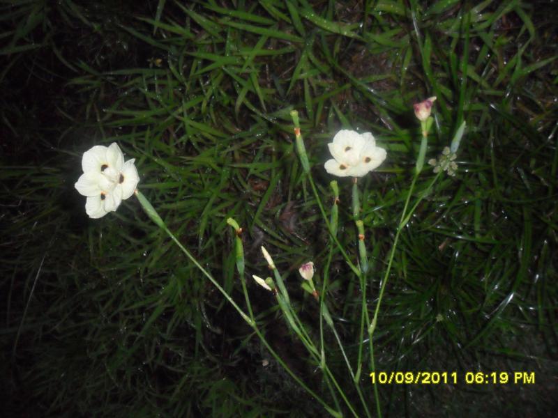 Capim rosa chá: Moréia