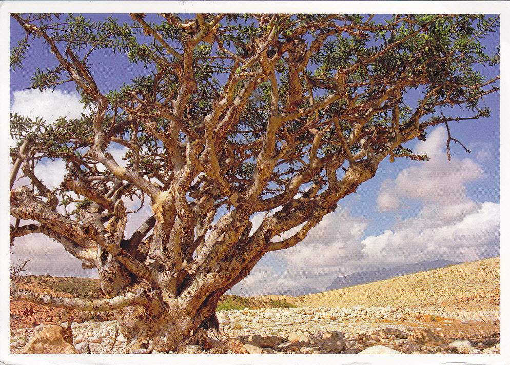 My UNESCO World Heritage Postcards: Oman - Land of Frankincense