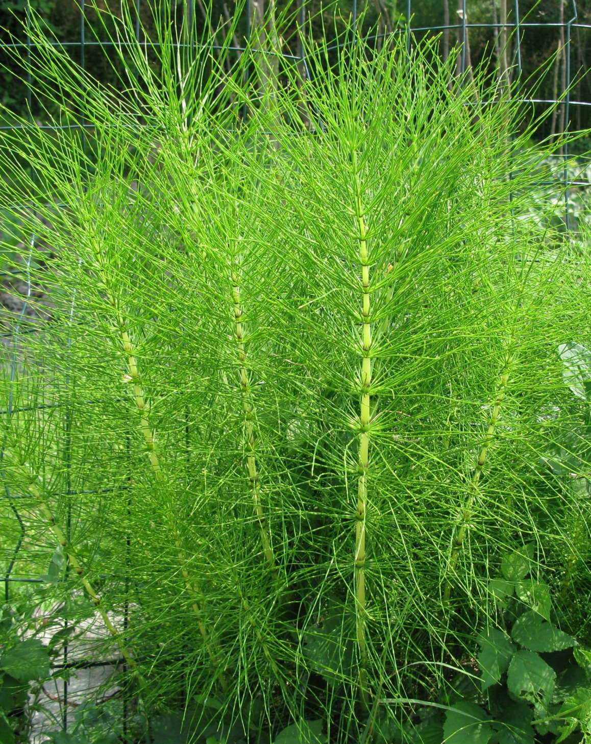 VeryCountryPeople: Equiseto - pianta antica con mille proprietà