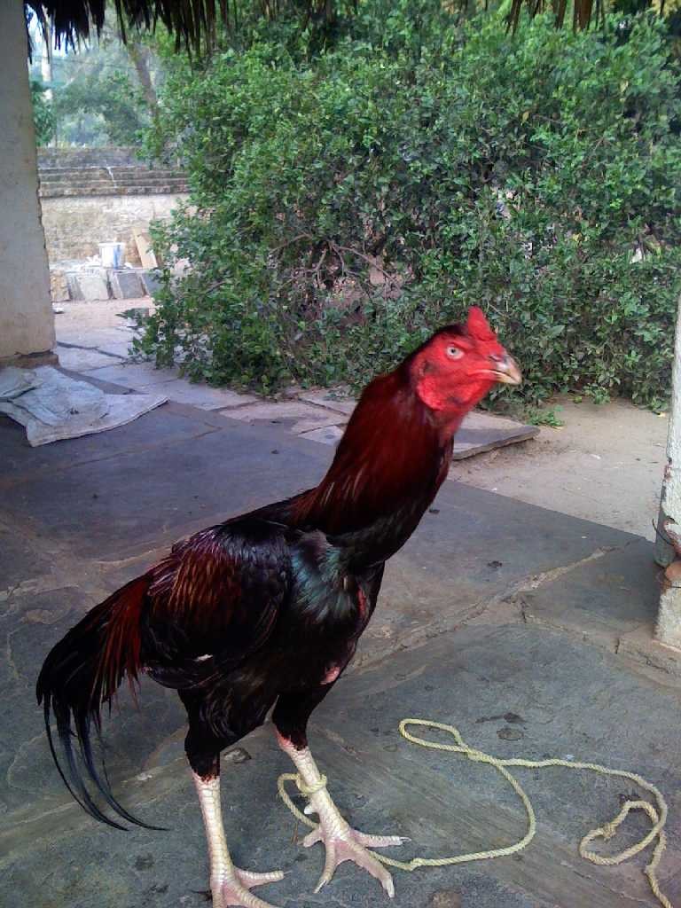 KING GHAZI: Indian Asil