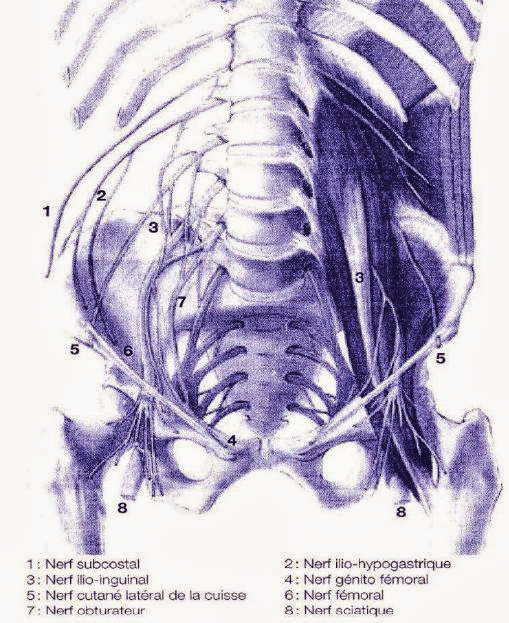 PLEXUS LOMBO-SACRÉ: ORGANISATION GÉNÉRALE ~ Médecine en français