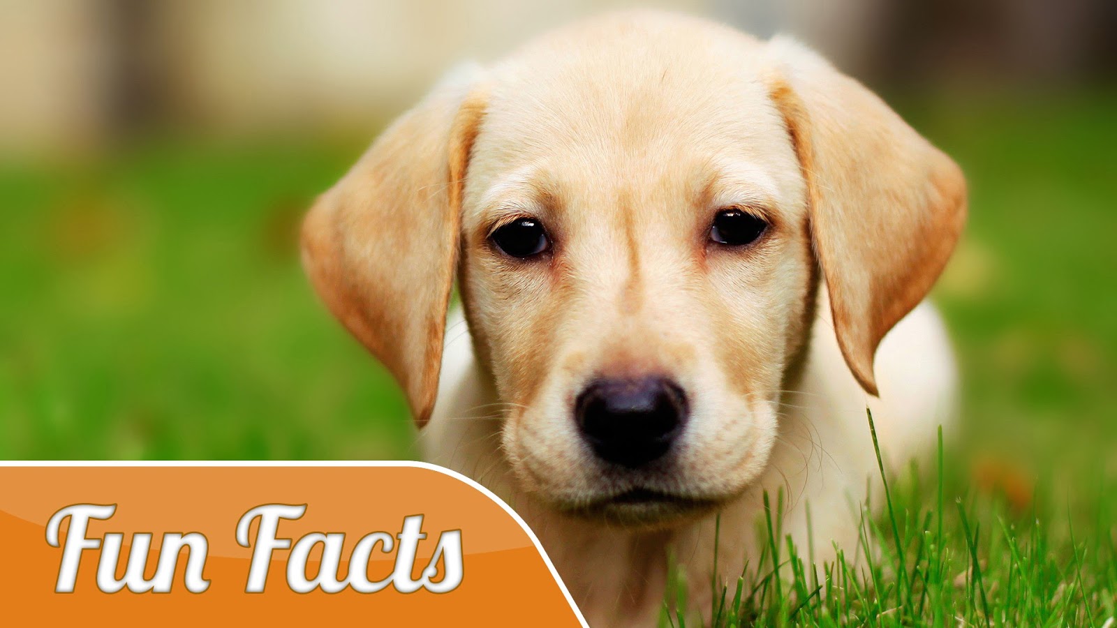 Did You Know Funny Facts 10 Facts About Dogs did-you-know-funny-facts-10-facts-about-dogs