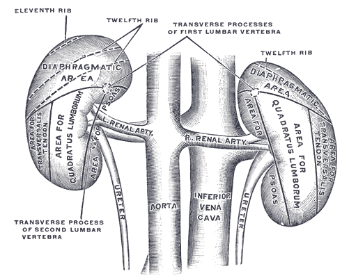 Renal microvascular hemodynamics in sepsis: a new paradigm
