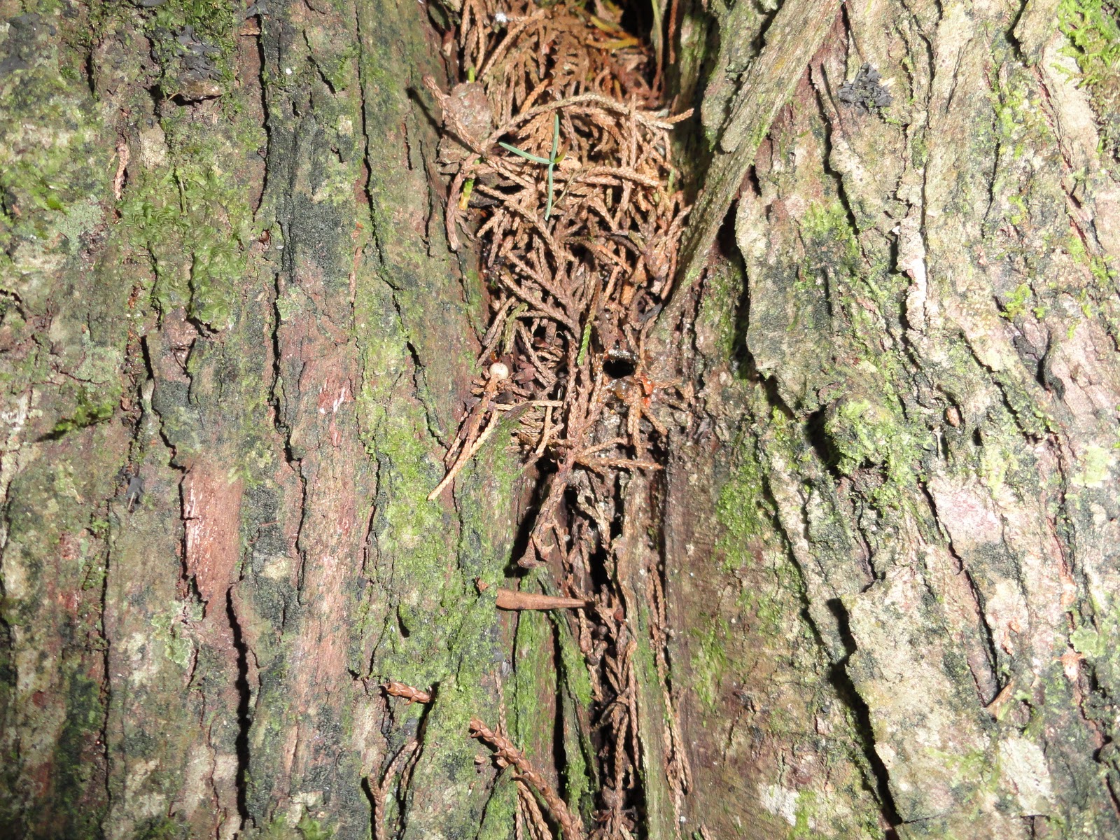 abelhaindigena: Abelha Mirim guaçu - nome científico: Plebéia remota