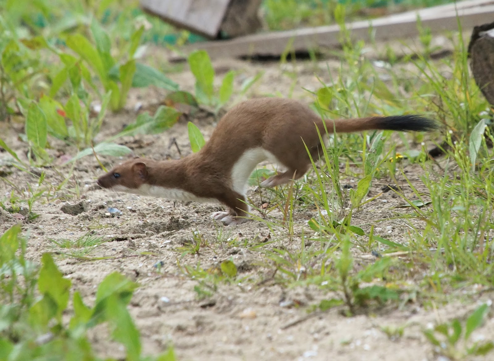 De wereld door mijn lenzen: De Hermelijn en de IJsvogel