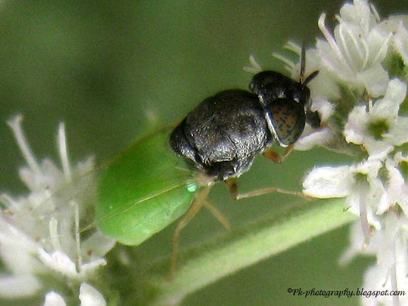 Green Soldier Fly | Nature, Cultural, and Travel Photography Blog