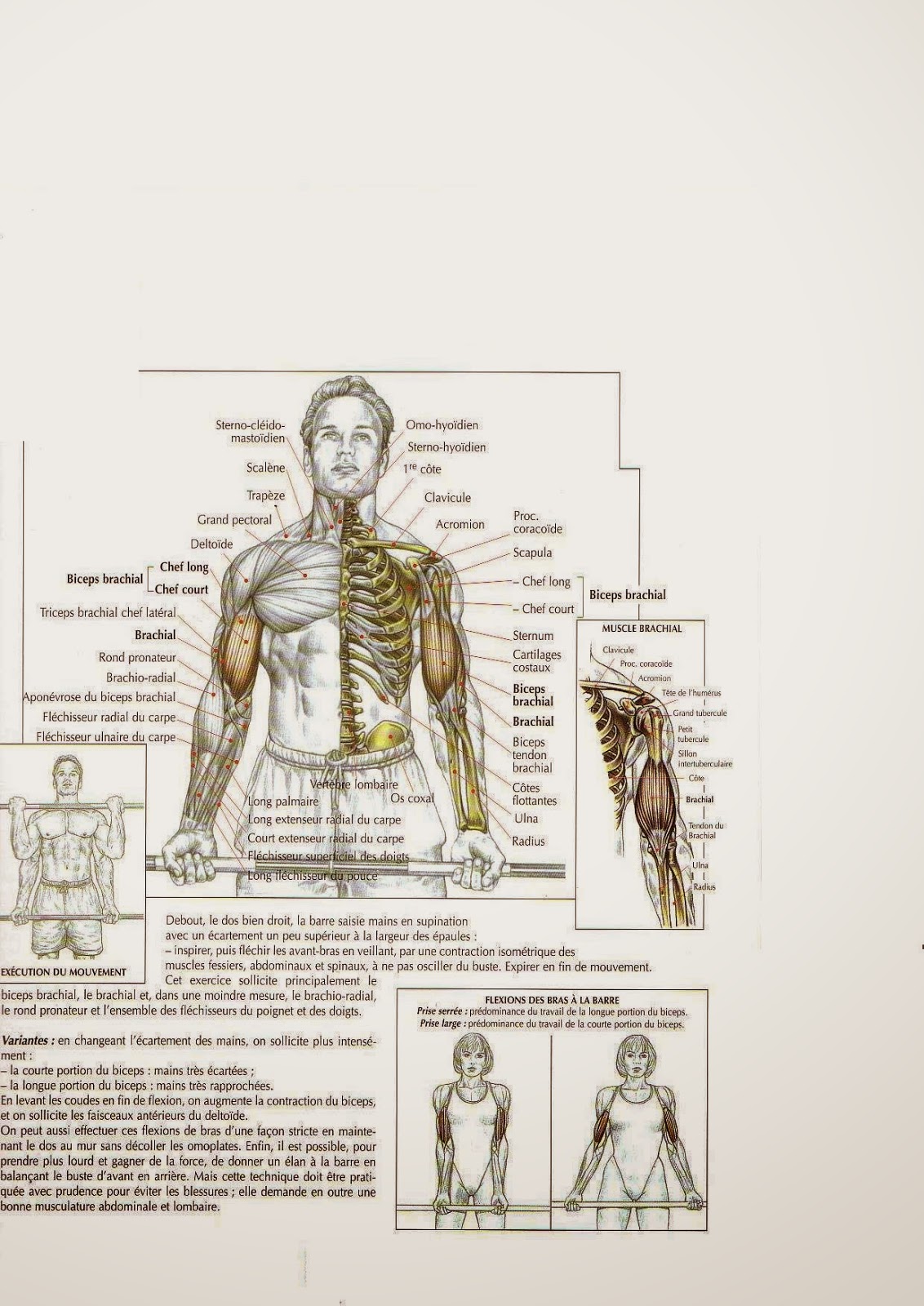 MUSCULATION: FLEXION DES AVANT- BRAS a la barre