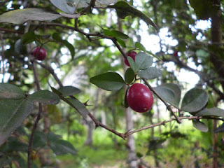 Wild Lemon - Wal Dehi | SL Flora