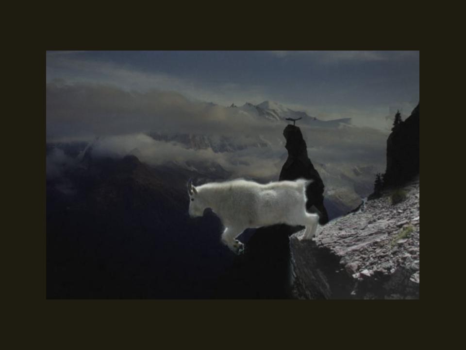 CLASA NOASTRĂ: [ FOTO ] CAPRA DE MUNTE